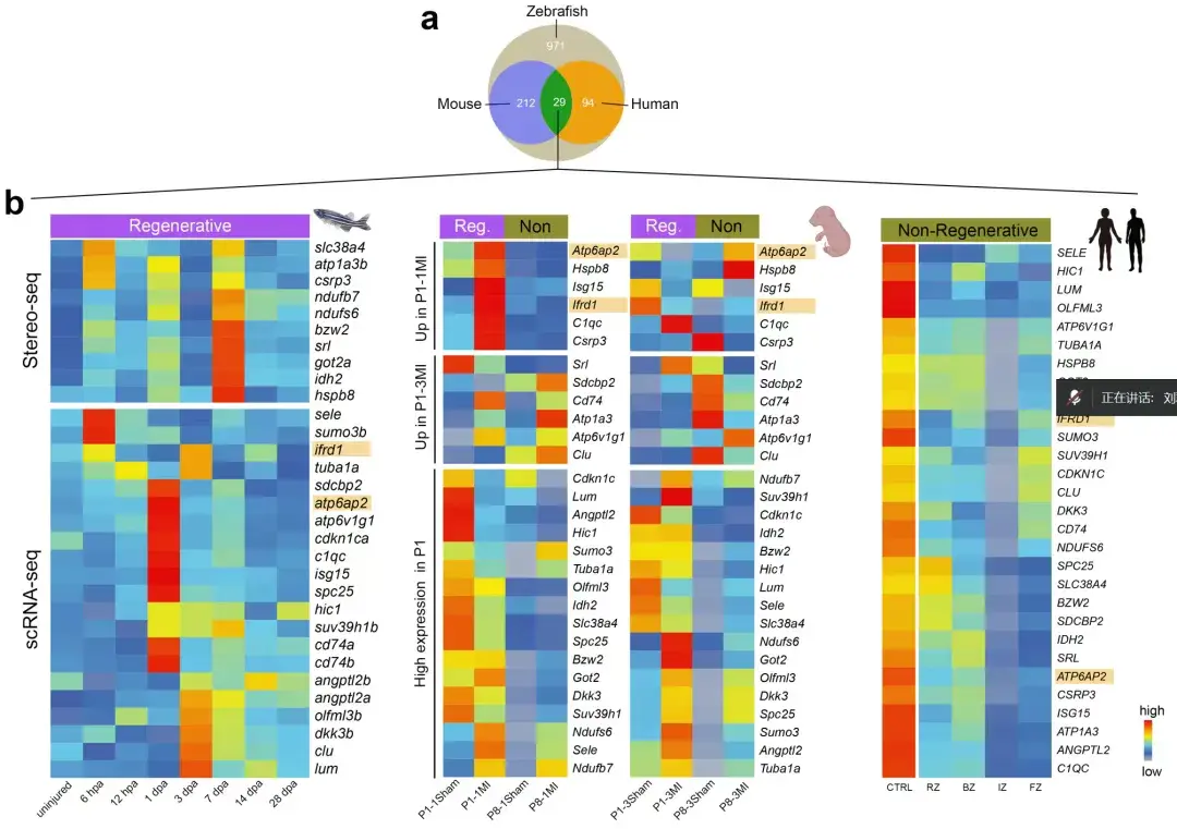 Nat. Commun | 首个斑马鱼心脏再生全过程高分辨率时空图谱！Stereo-seq助力揭示心脏再生核心事件 - 知乎
