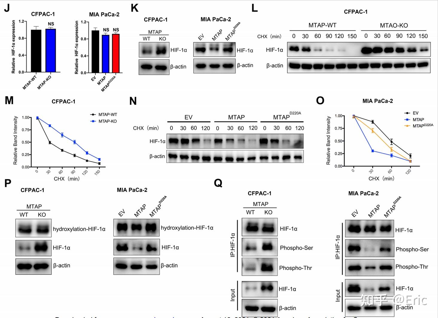Cancer research | MTAP缺失诱导的代谢重塑增加胰腺癌嘌呤从头合成和糖酵解共靶向敏感性 - 知乎