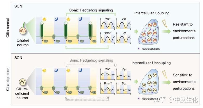 Science：李慧艳/张学敏团队发现“有形”生物钟，为节律紊乱相关疾病治疗开辟了全新途径 - 知乎