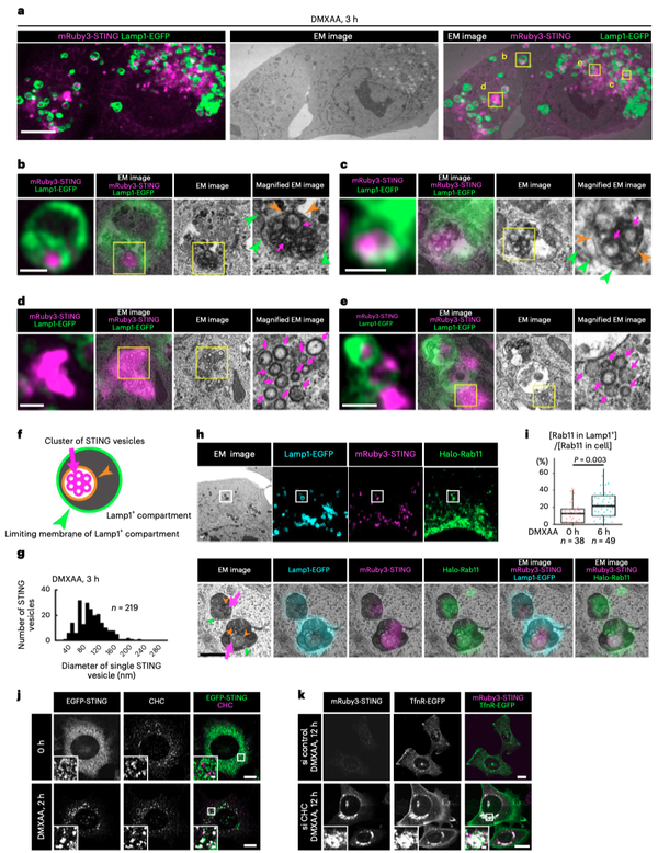 Nature Cell Biology丨STING 信号通过源自循环核内体的 ESCRT 依赖性囊泡微自噬而终止 - 知乎
