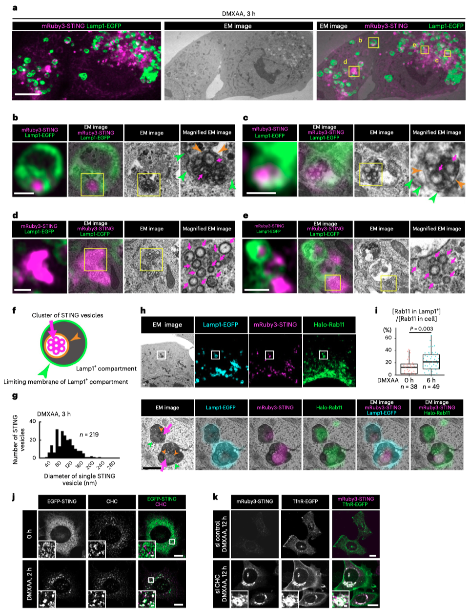 Nature Cell Biology丨STING 信号通过源自循环核内体的 ESCRT 依赖性囊泡微自噬而终止 - 知乎