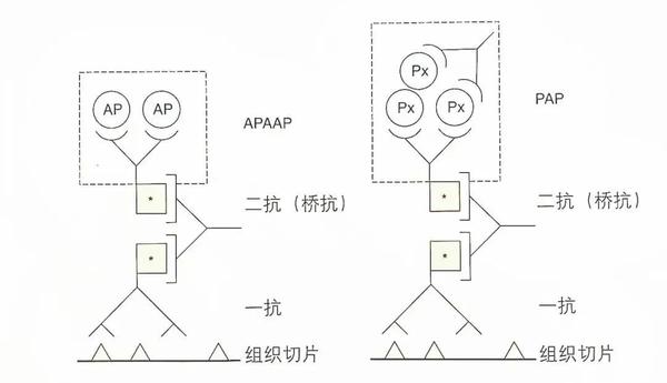 【Biorbyt实验】免疫组织化学-检测系统 - 知乎