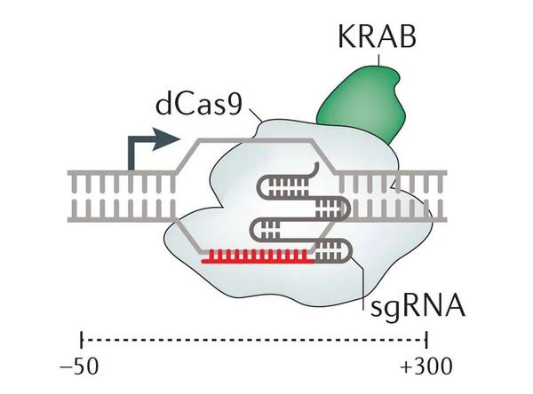 谈谈CRISPR/dCas9系统的“百变”应用（一） - 知乎