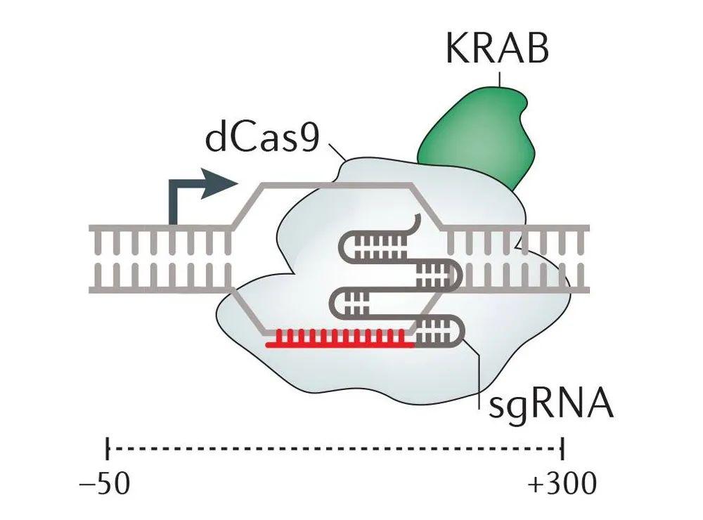 谈谈CRISPR/dCas9系统的“百变”应用（一） - 知乎