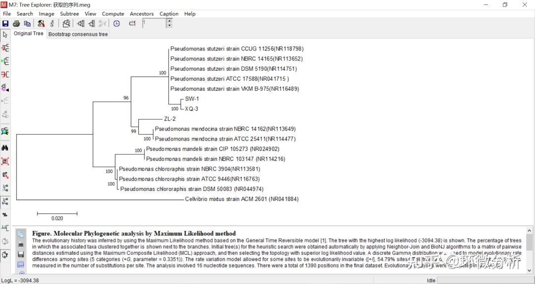 如何使用MEGA软件构建系统发育树_速成实用经验 - 知乎