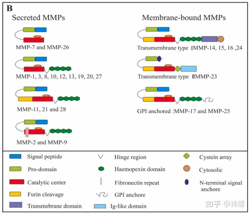 CD147相关综述 ｜ 第一弹 - 知乎