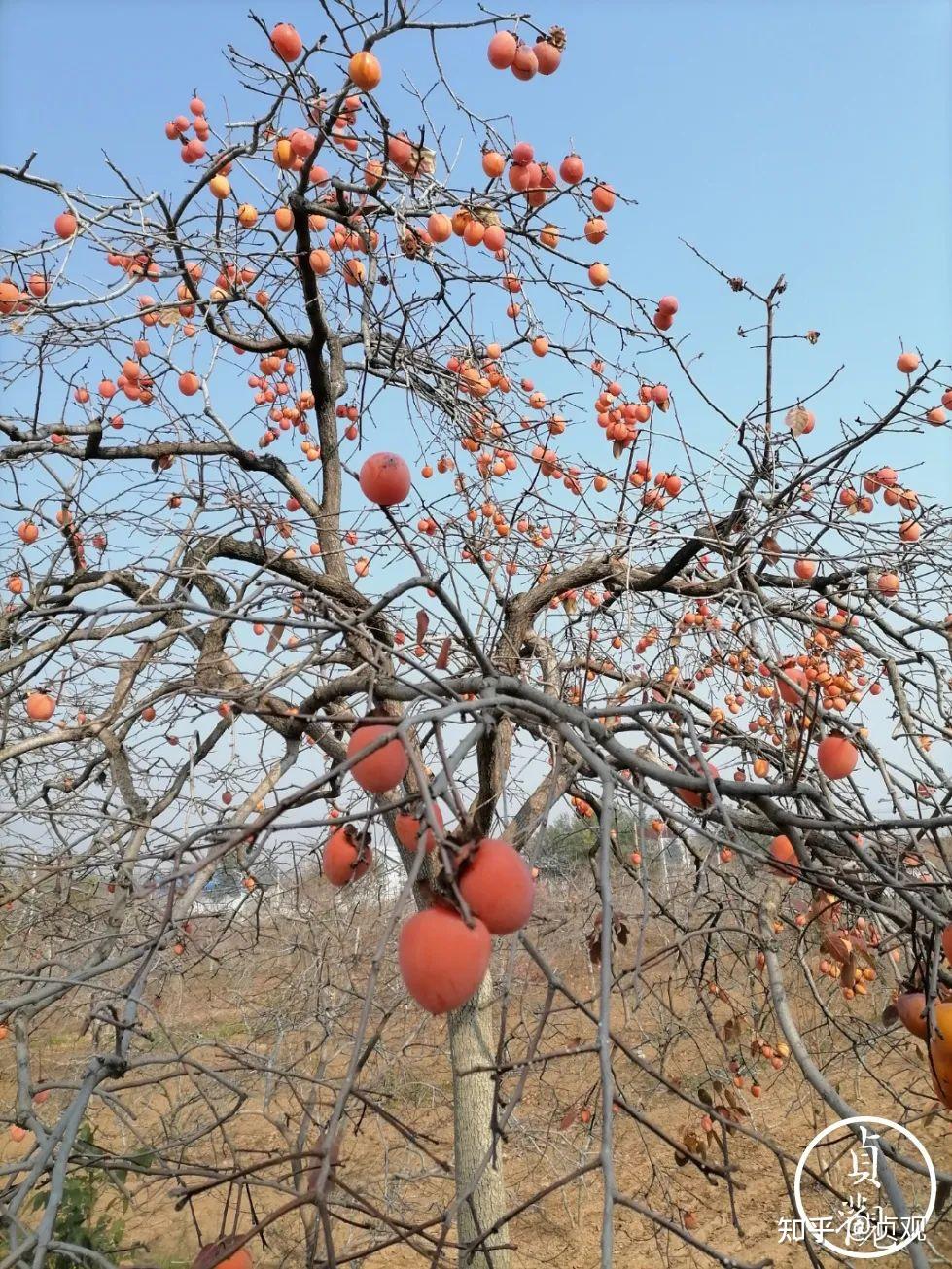 被外地吃货追捧的富平柿饼，为什么没让本地农民挣到钱 - 知乎
