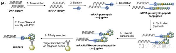 展示技术之mRNA Display（1） - 知乎