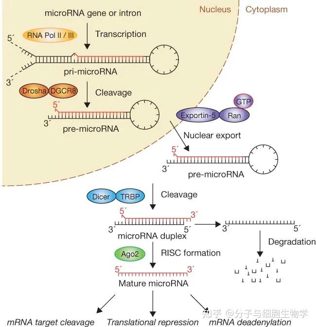 一文读懂miRNA的生物合成 - 知乎