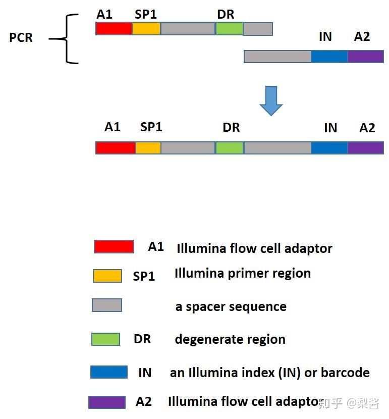 [软件使用 1] cutadapt使用指南 - 知乎