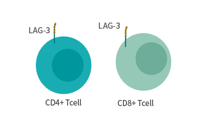 LAG-3靶点机制和研究进展 - 知乎