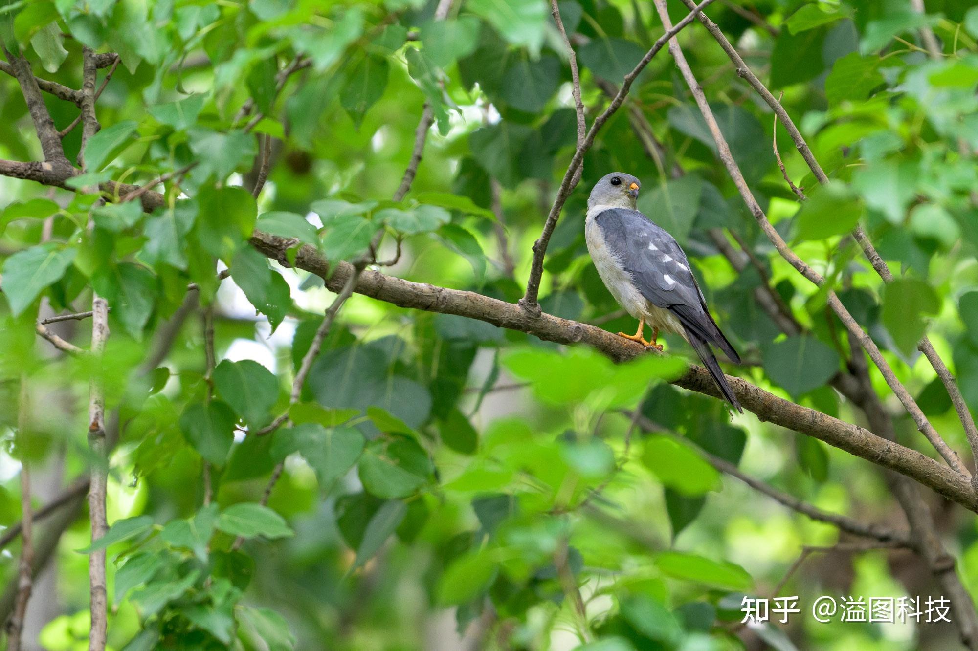 尼康Z 180-600mm f/5.6-6.3 VR试拍体验 - 知乎