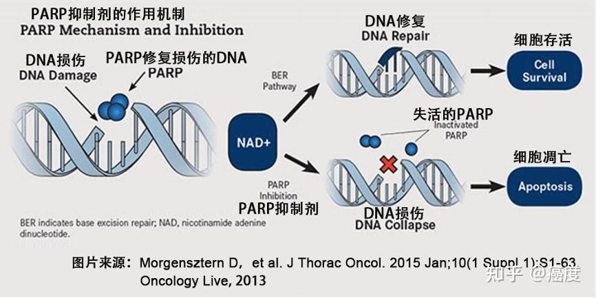 比现有靶向药活性更高，卵巢癌、输卵管癌和腹膜癌的新期待 - 知乎