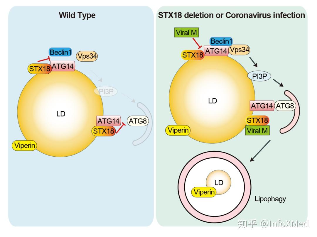 Nat Commun丨揭示ATG14做为自噬受体介导脂滴自噬机制和功能 - 知乎