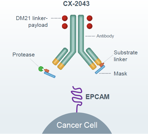 Probody®疗法简介及其在ADC中的成功应用（最大限度减少健康组织伤害） - 知乎