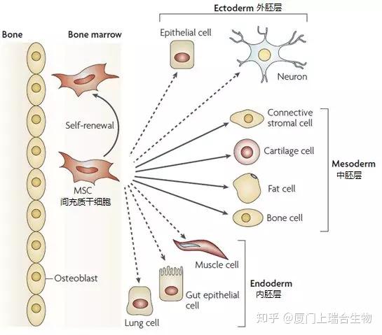 最前沿丨解读干细胞三大机制：（一）多向分化 知乎