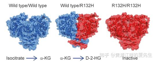 IDH突变、表观遗传与靶向治疗 - 知乎