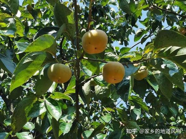 这些地方的柿子都很有名 你吃过哪些？ - 知乎