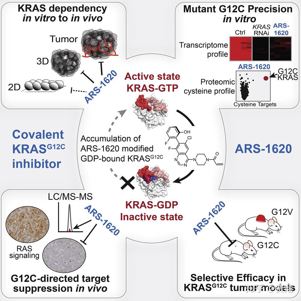 针对K-RAS突变癌症 - 知乎