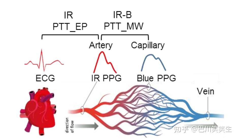 多波长PPG - 知乎