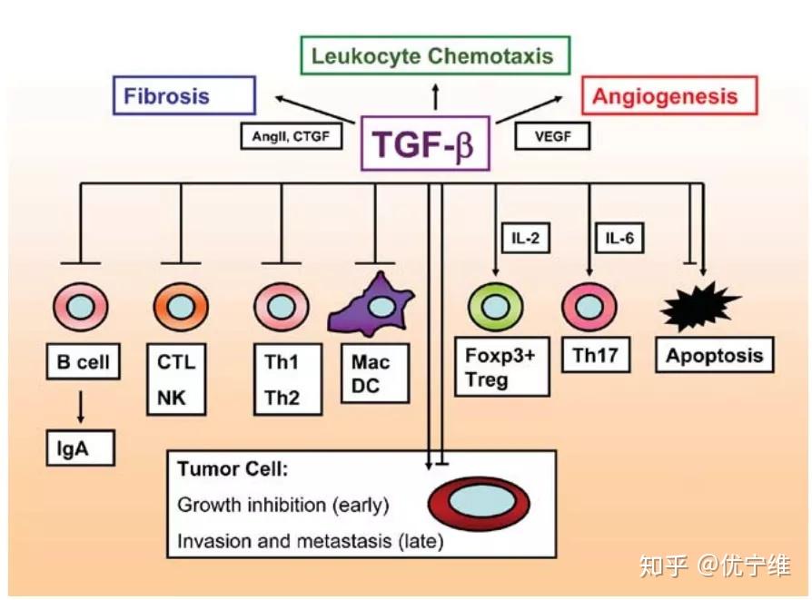 TGF-β：乘风破浪的转化生长因子 - 知乎