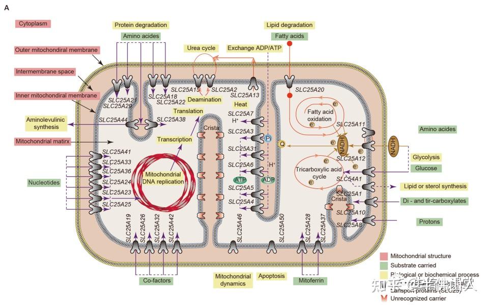 最新9.6分1区文章，基因家族单肿瘤生信+实验 - 知乎