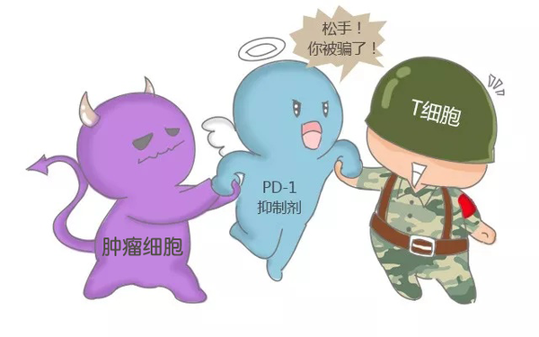 科普|PD-1/PD-L1抑制剂 - 知乎