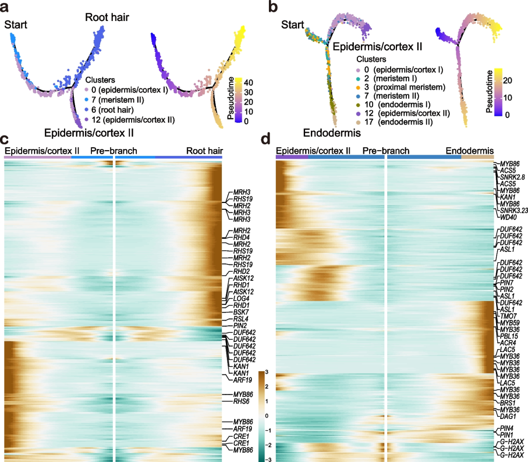 项目文章 | Genome Biology （IF: 17.902）单细胞多组学助力于面包小麦根的不对称基因转录研究 - 知乎