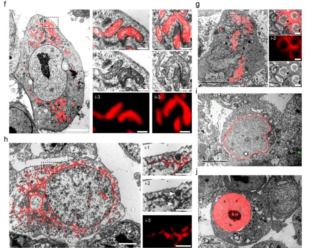Nature Methods｜mYongHong：新一代超稳定单体红色荧光蛋白 - 知乎
