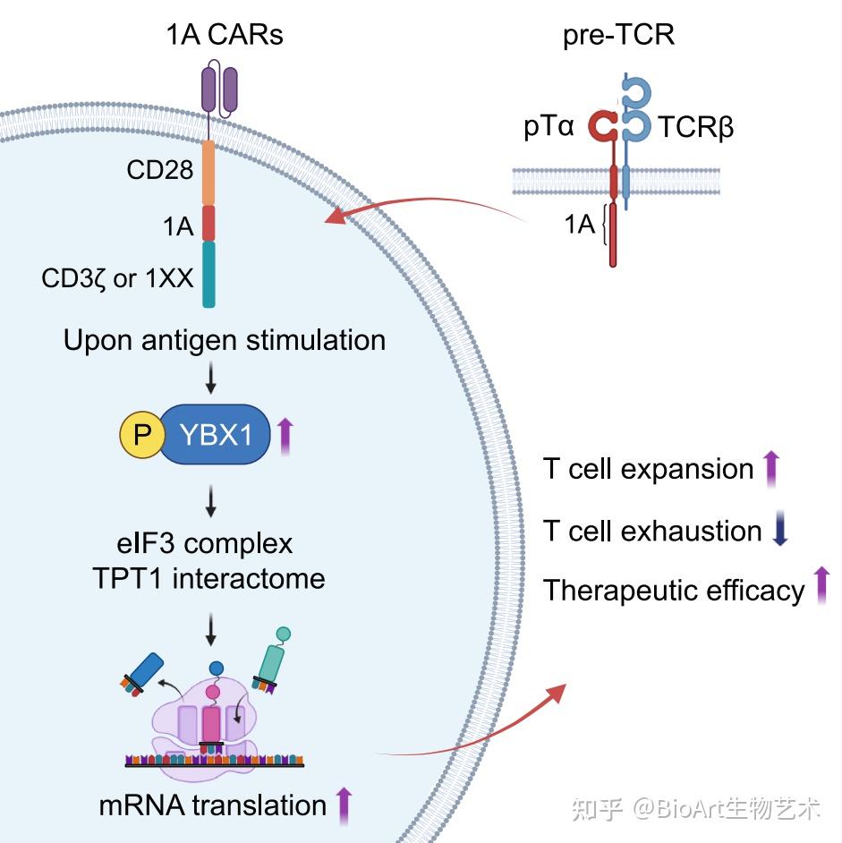 Cell | pTα通过增强mRNA翻译赋能CAR T细胞疗法，实现实体瘤的高效清除 - 知乎