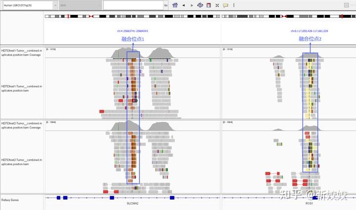 IGV快速上手指南（三）——查看突变信息 - 知乎