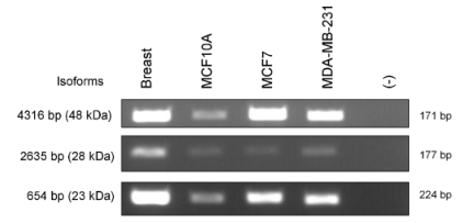 挖掘乳腺癌发病机制，从ARID家族基因入手 - 知乎
