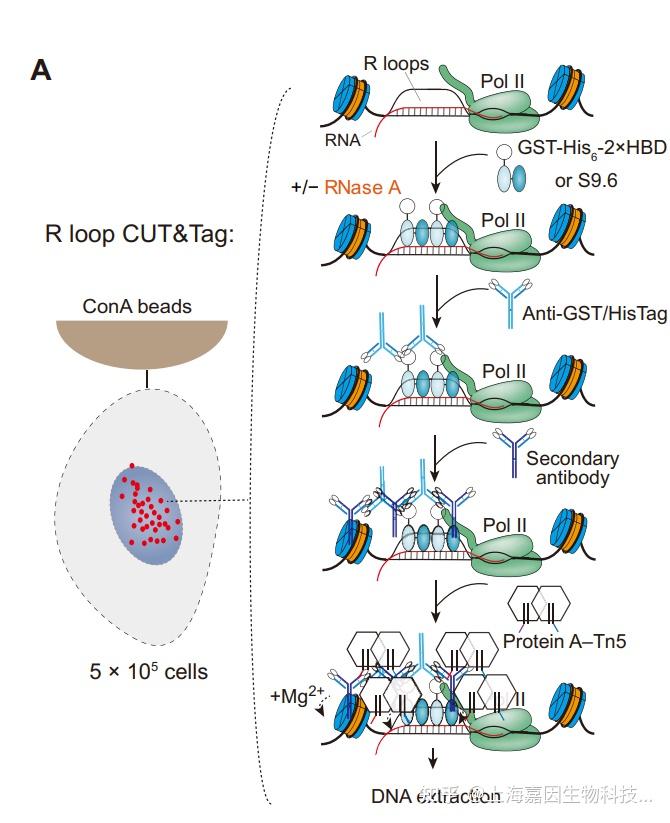 R-loop CUT&Tag 系列文章之四-R-loop CUT&Tag技术原理和技术对比 - 知乎