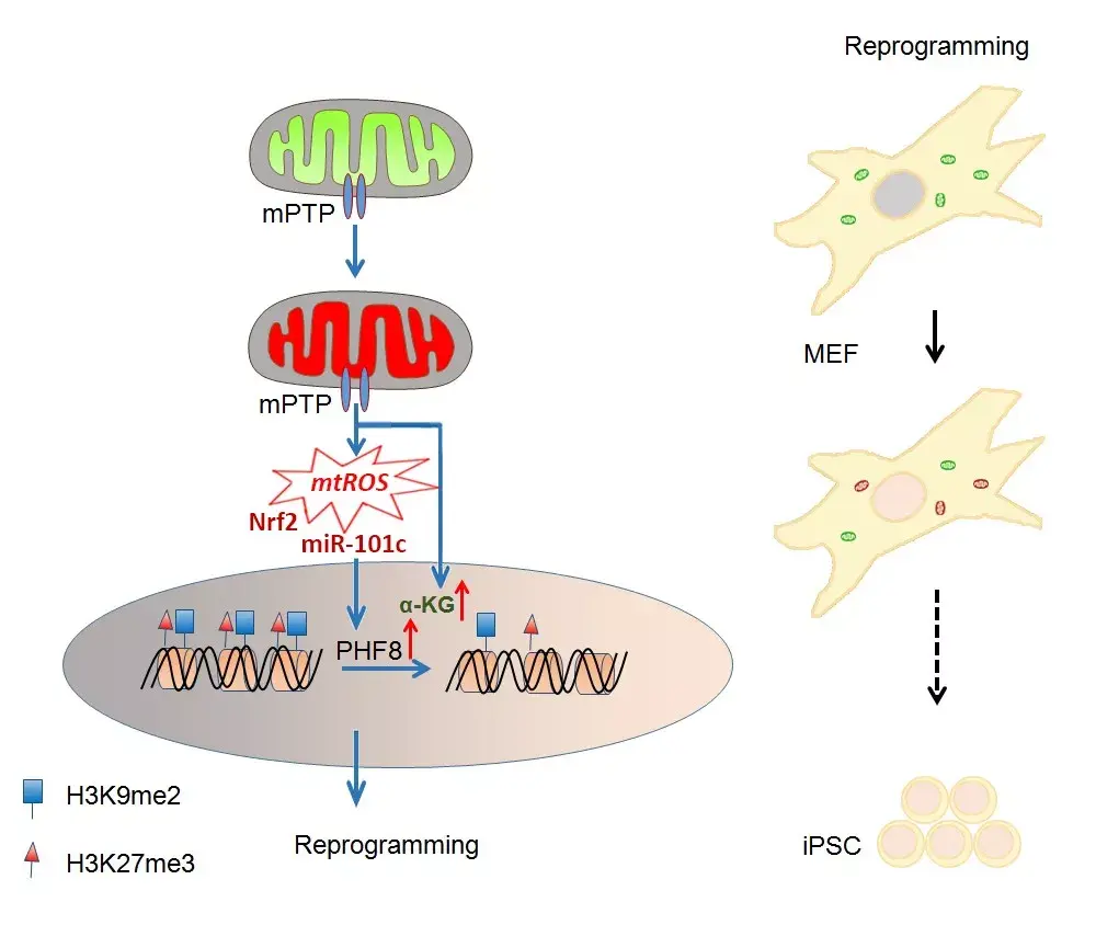 细胞里的变形金刚——线粒体 - 知乎