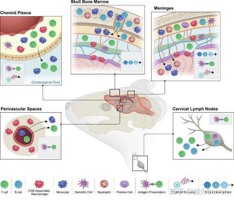 大脑免疫发展简史与展望！ - 知乎