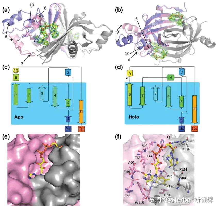 SurfDock—蛋白质-配体对接新工具 - 知乎