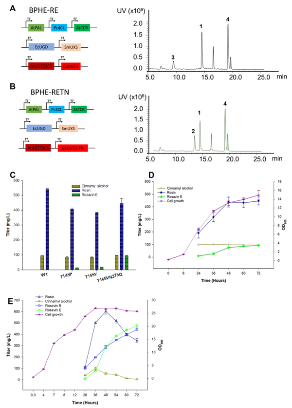 欣贝莱生物|通过糖基转移酶理性设计和人工途径构建在大肠杆菌中生物合成肉桂醇二糖天然产物 - 知乎