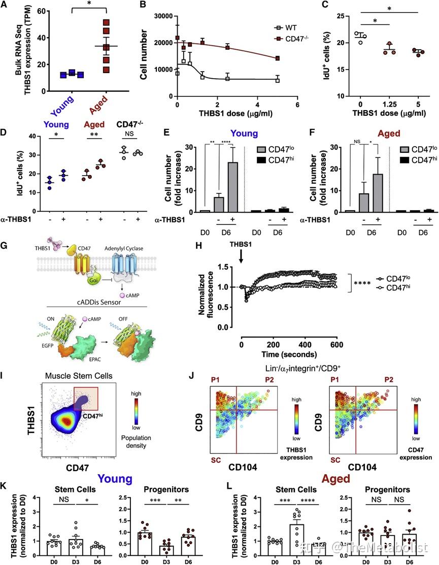 代谢学人——Cell Stem Cell：靶向CD47拨回肌肉衰老的时钟 - 知乎
