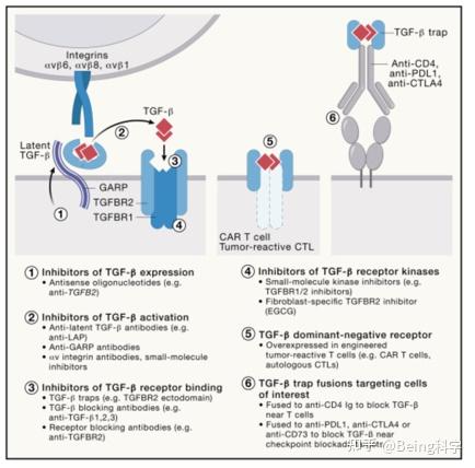 Cell综述：TGF-β信号在健康和疾病中的作用 - 知乎