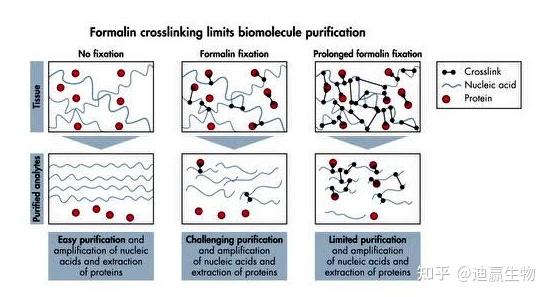 如何从FFPE样本中获得高质量核酸 - 知乎