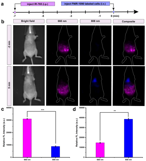 染料探针 | 实现体内无创、实时、双色NIR-II成像的近红外荧光探针 - 知乎
