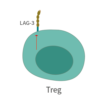 LAG-3靶点机制和研究进展 - 知乎