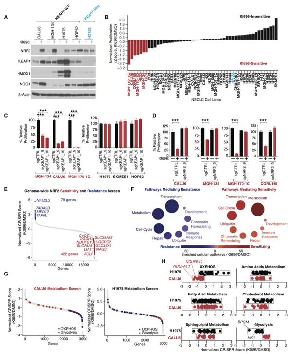 Cell Metabolism丨NRF2 激活诱导 NADH 还原应激，为肺癌提供代谢脆弱性 - 知乎
