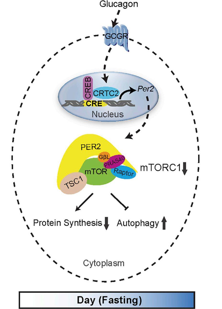Cell Meta丨复旦刘浥组揭示分子生物钟调控mTORC1的新机制 - 知乎
