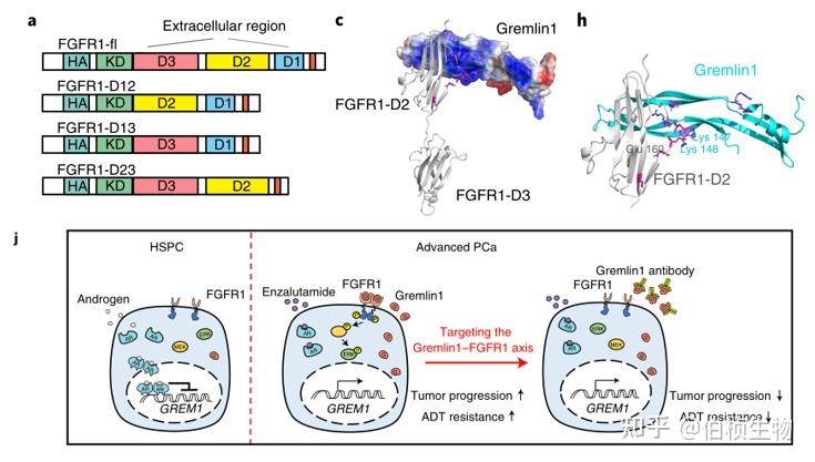 Nature Cancer | 基于类器官研究Gremlin1是一种可靶向治疗去势抵抗性前列腺癌的FGFR1配体 - 知乎
