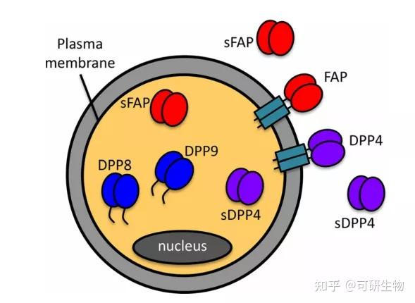[68Ga]Ga-DOTA-FAPI-04 PET/CT---肿瘤研究新热点！ - 知乎