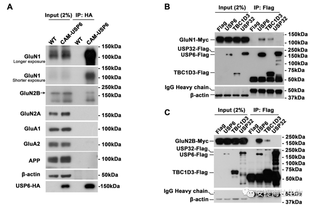 去泛素化酶USP6通过调节NMDA受体的稳定性影响记忆和突触可塑性 - 知乎