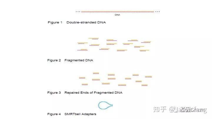 Pacbio测序原理以及SMRT bell文库构建流程简述 - 知乎