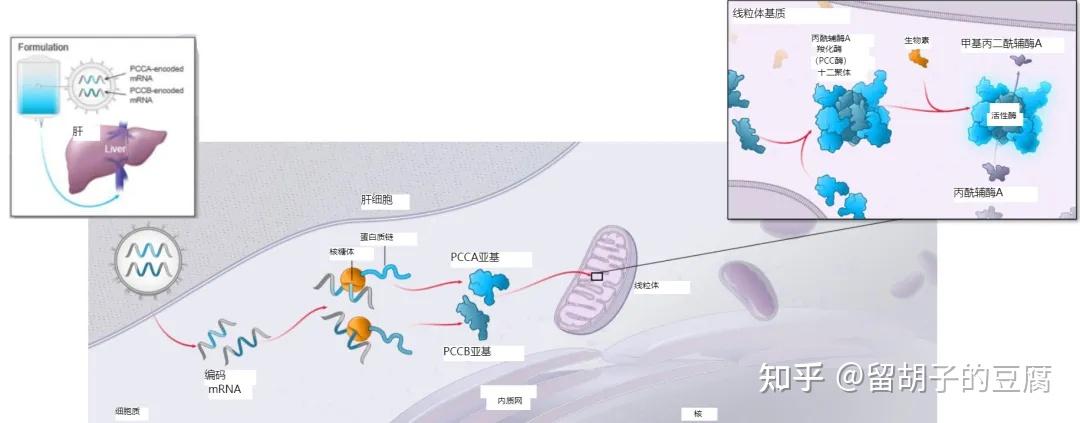 Moderna丙酸血症酶替代药物mRNA-3927首次临床数据 - 知乎
