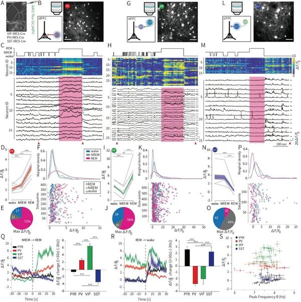 Science | 睡出来的好心情！前额叶皮层锥体神经元胞体和树突的解耦机制维持REM睡眠期的情绪记忆巩固 - 知乎